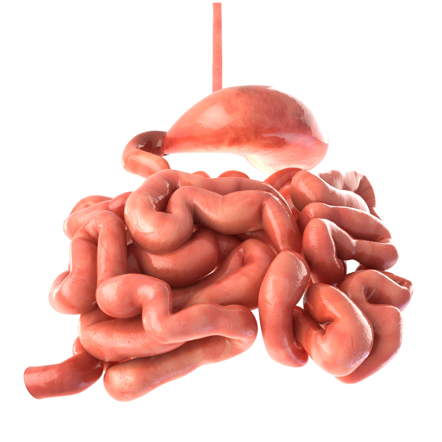 3d model realistic human stomach small intestine