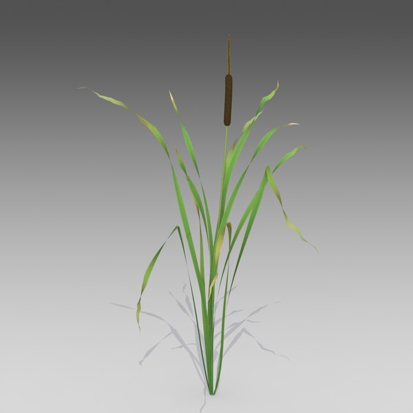3d model of reed