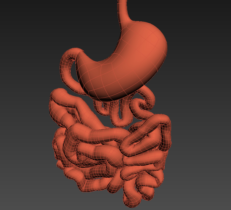 3d model realistic human stomach small intestine