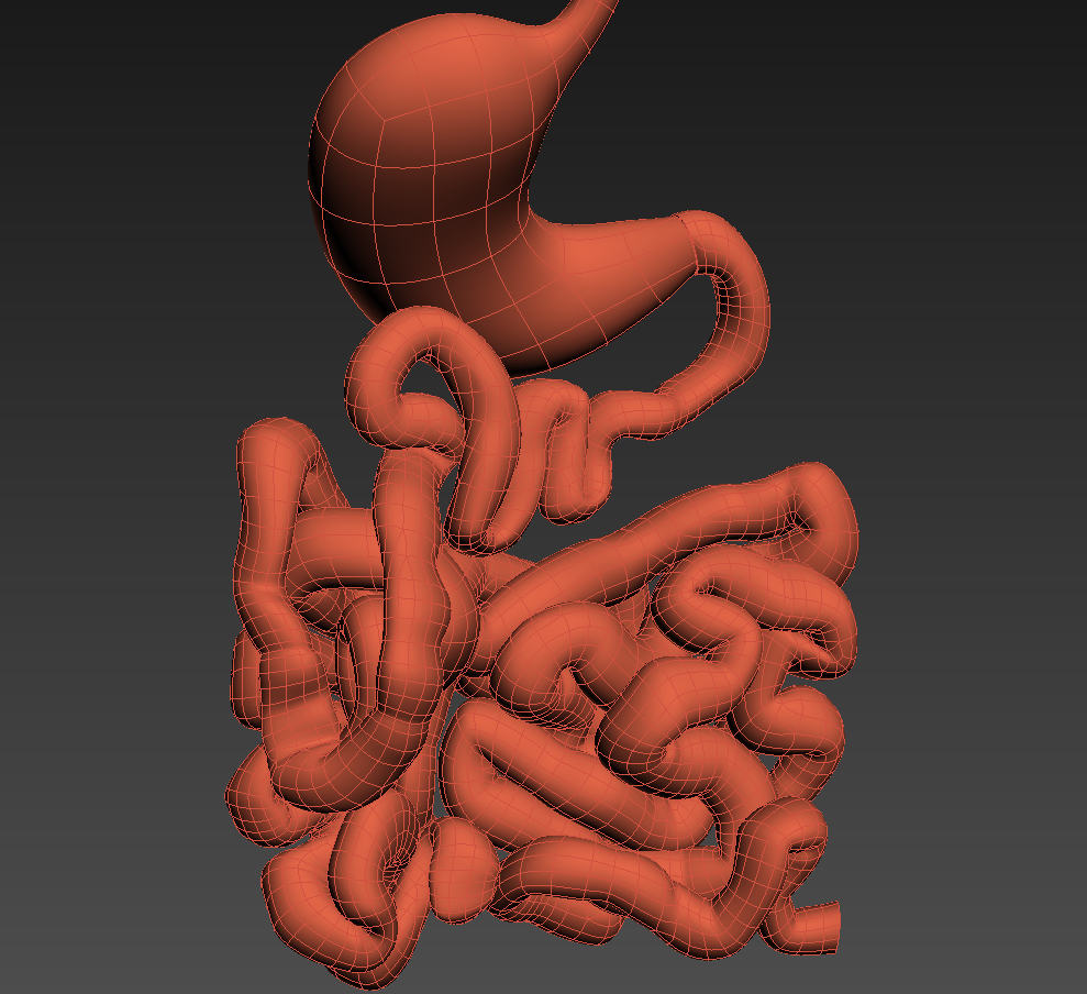 3d model realistic human stomach small intestine