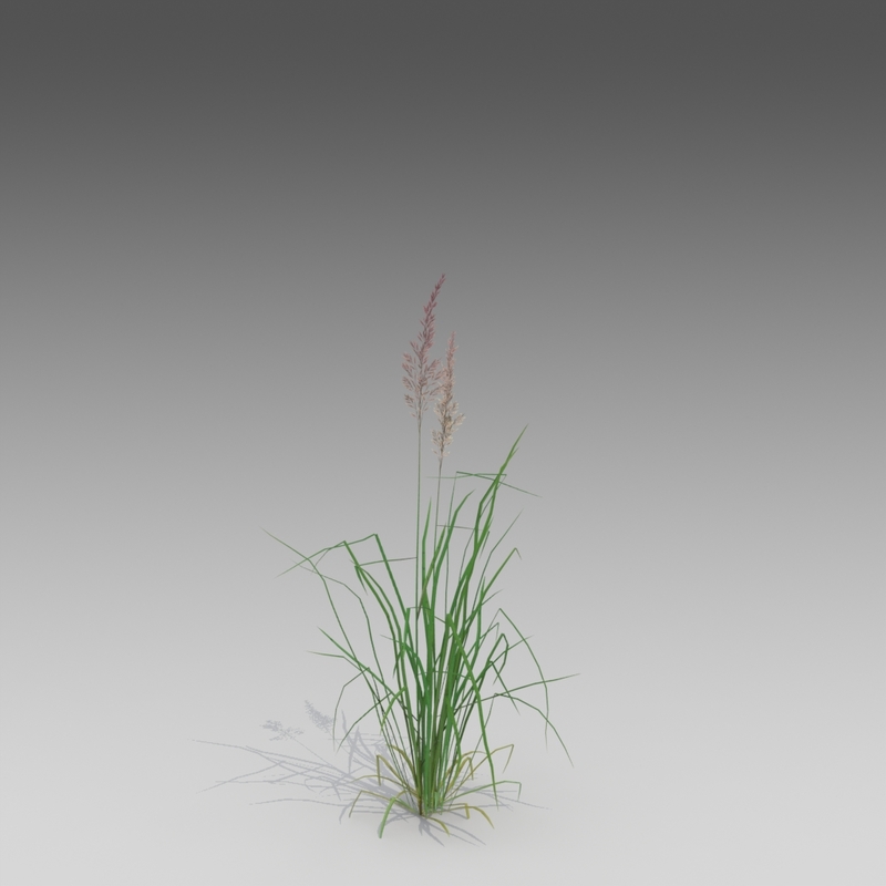 3d model feather plant