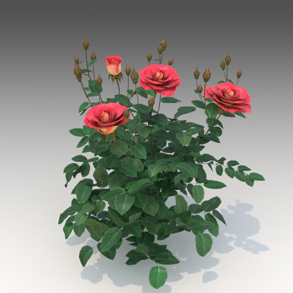 flower rose set 3d x