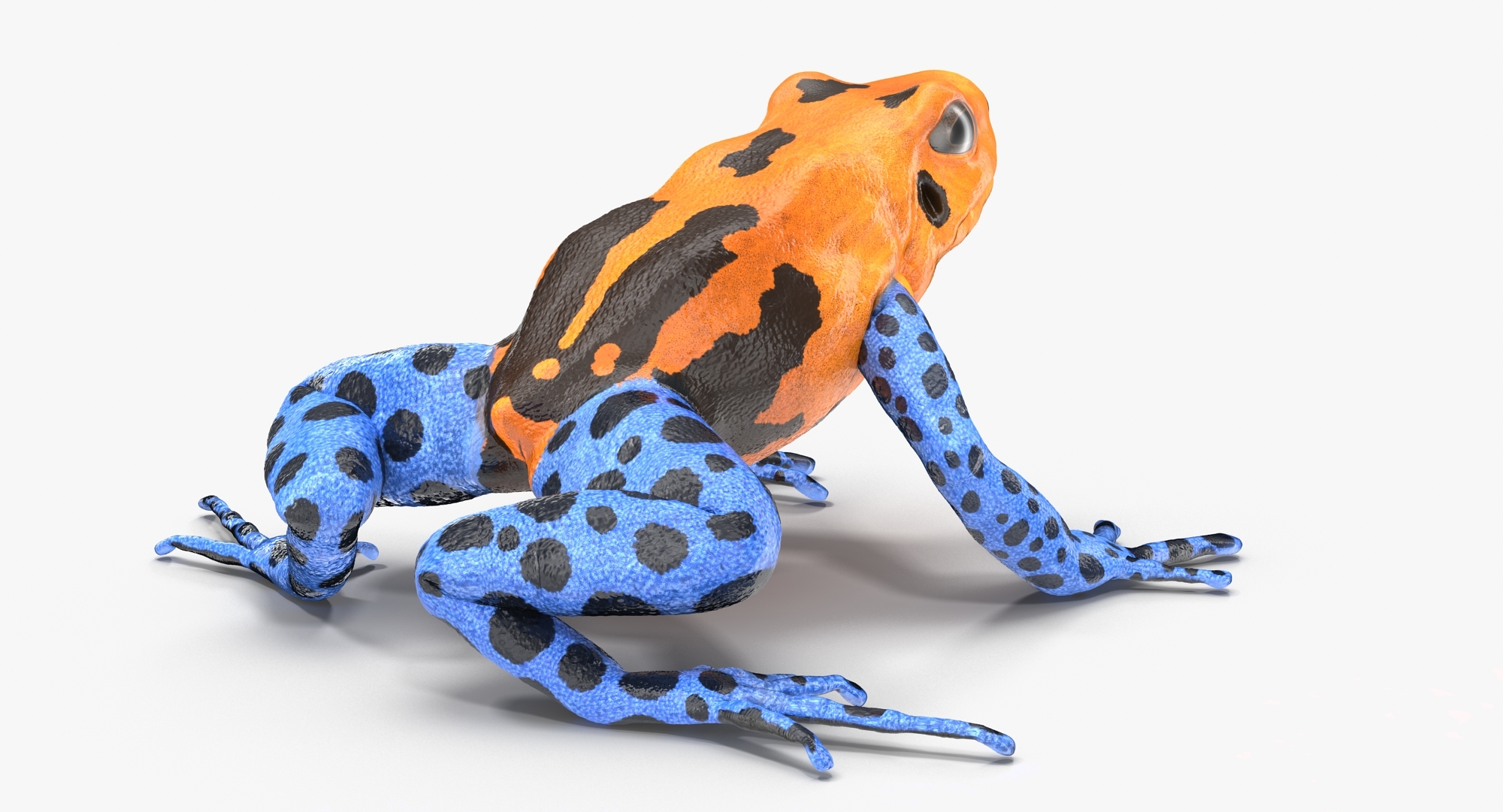max poison dart frog