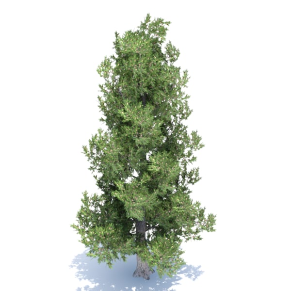 3d larch tree model