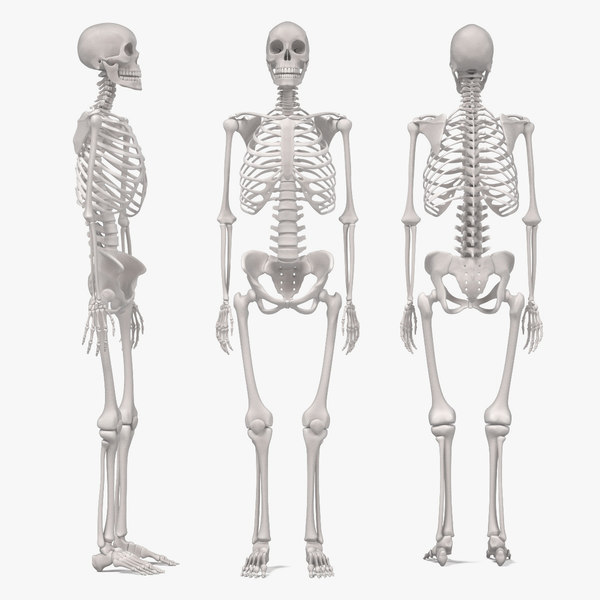 3d model female skeleton
