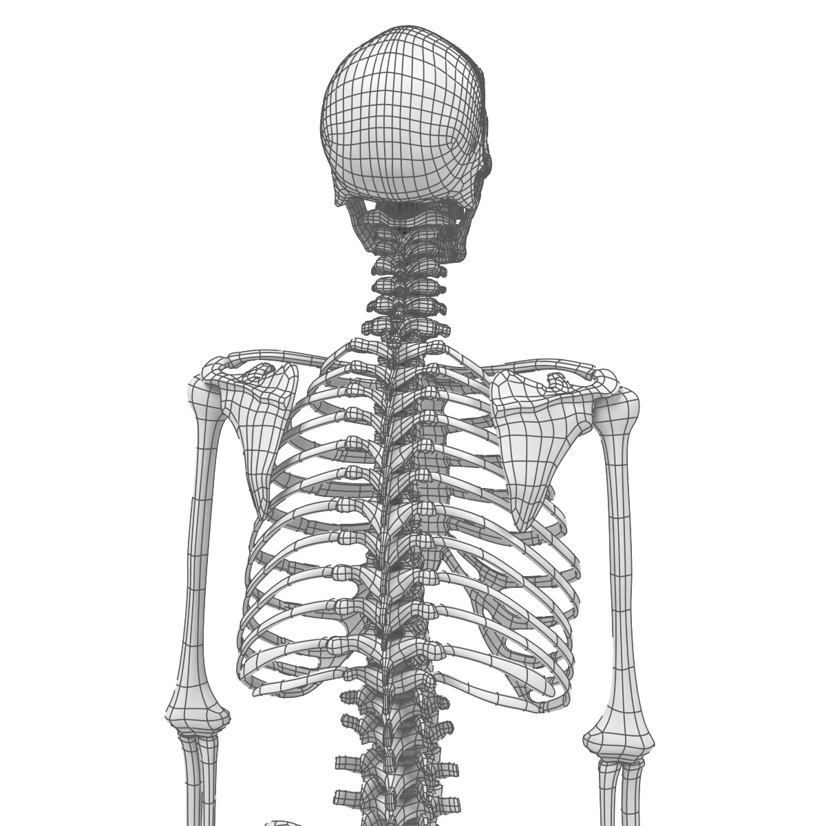 male female skeletons 3d blend