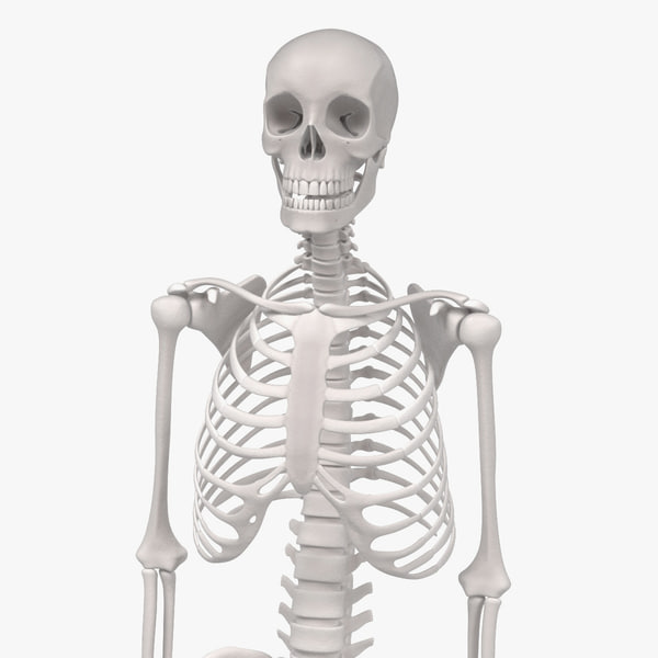 Human Skeleton Blender Models for Download | TurboSquid