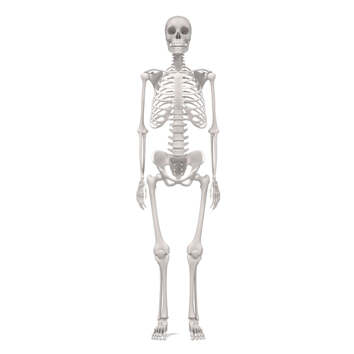 human skeleton obj