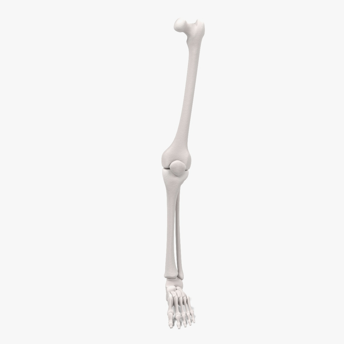 3d leg bones model