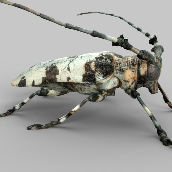 boktor brachycerus ornatus 3d model