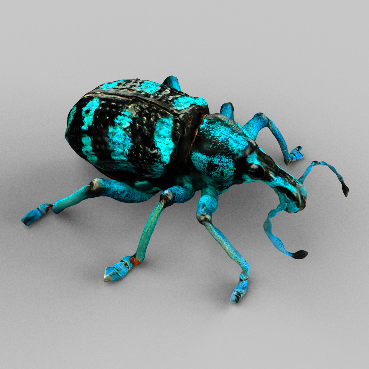 boktor brachycerus ornatus 3d model