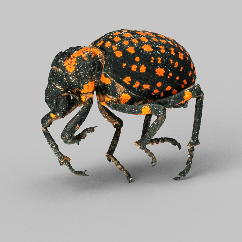 boktor brachycerus ornatus 3d model