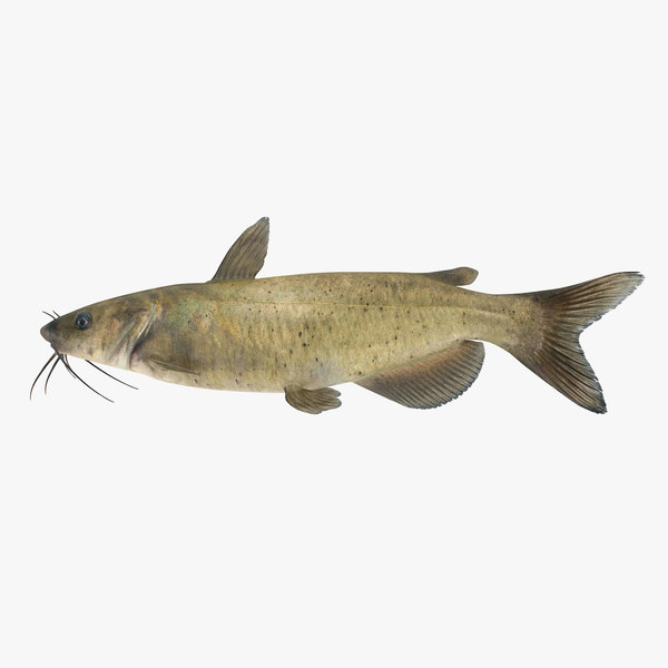 3d catfish fish
