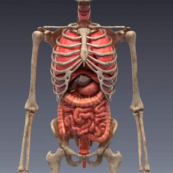 3D-Modell Menschliche Anatomie: animiertes Skelett und innere Organe ...