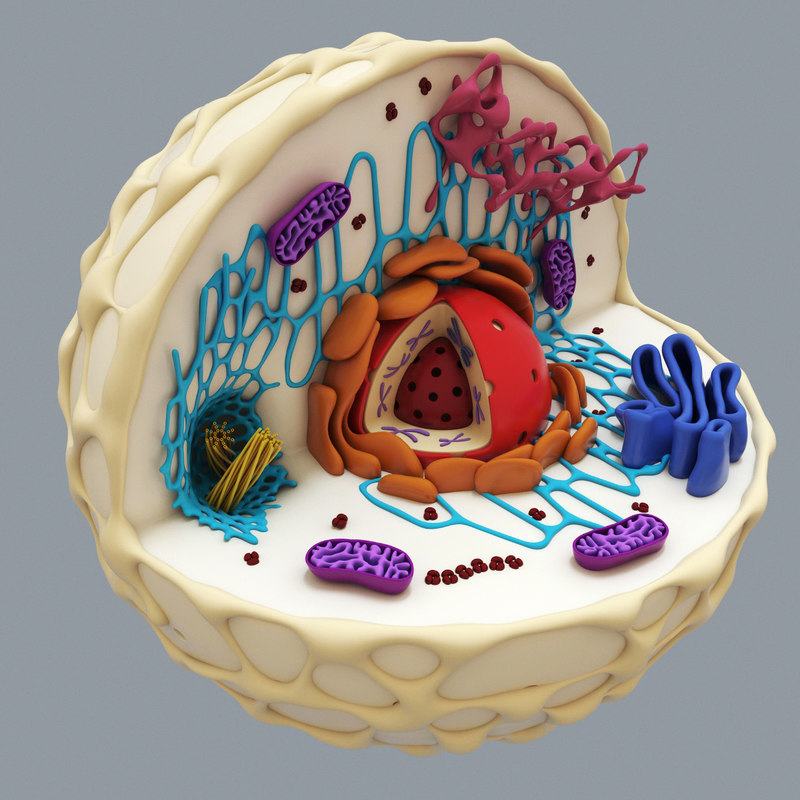 3d Model Cell 3d Model Cell