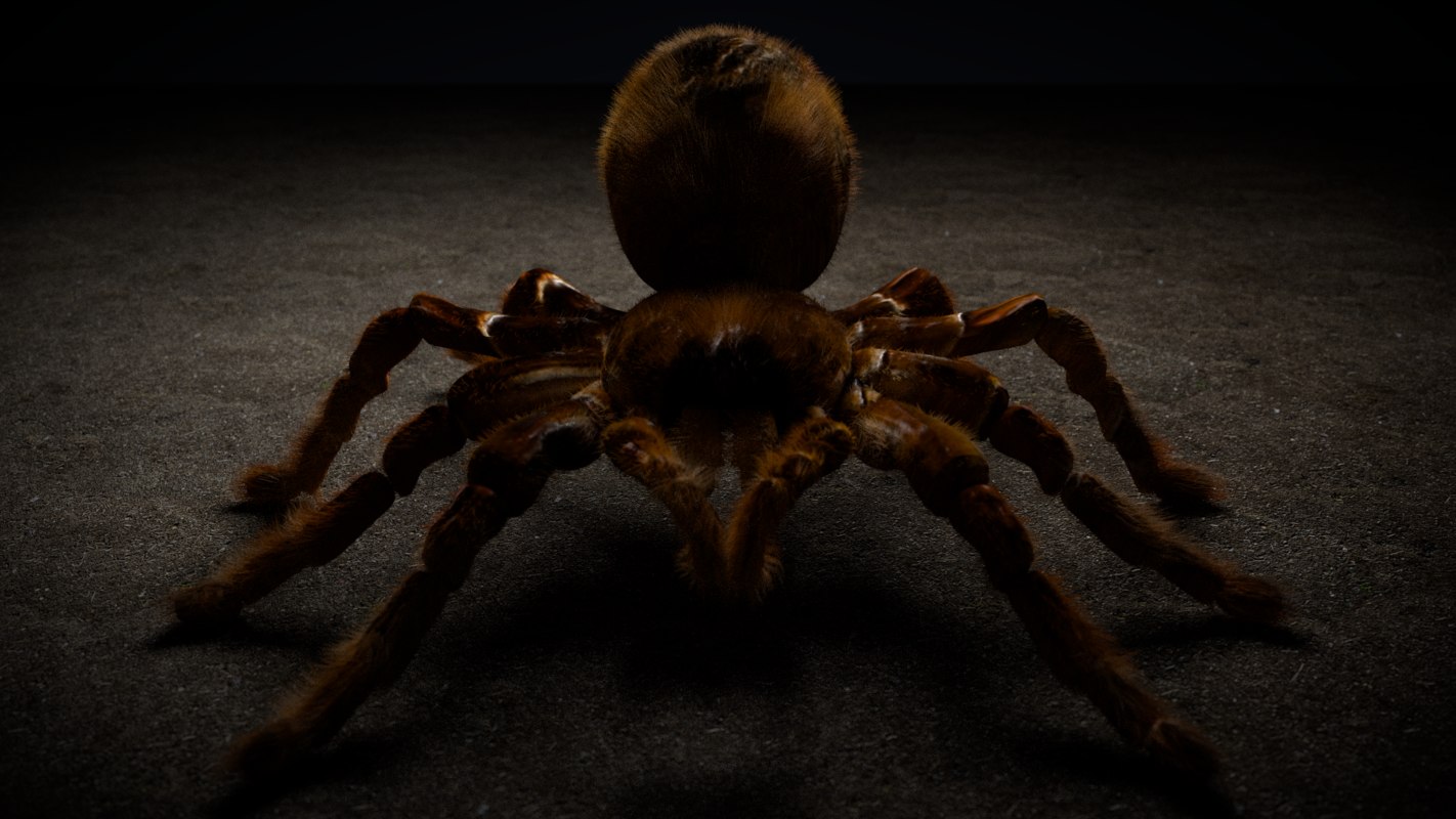 3d goliath bird eater model
