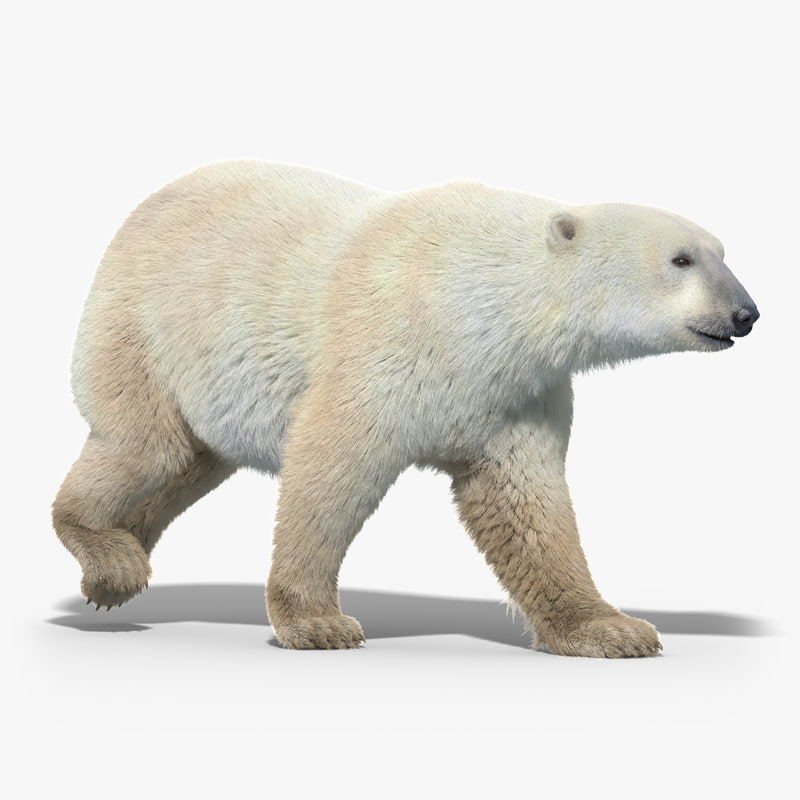 3d Polar Bear Fur Hair Animation