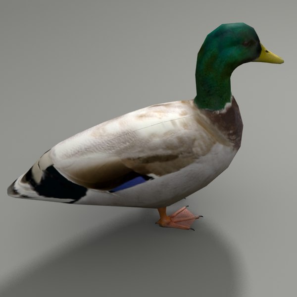 birds 12 3d model