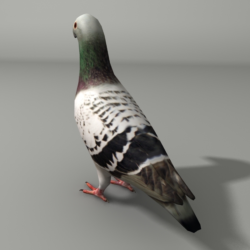 birds 12 3d model