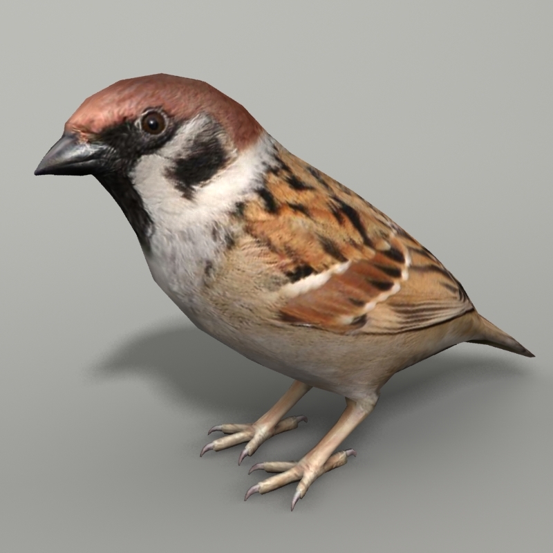 birds 12 3d model
