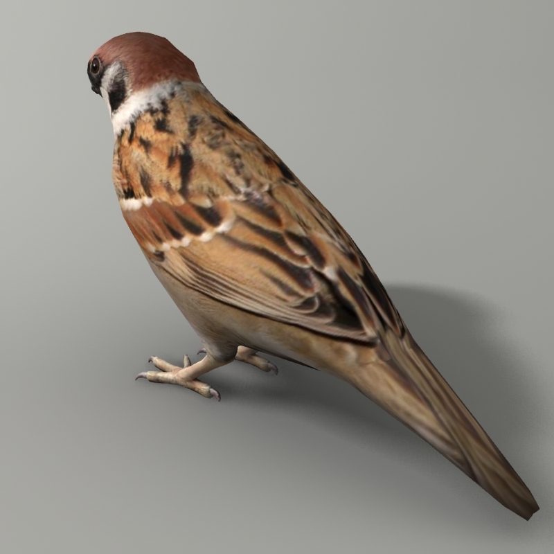 birds 12 3d model