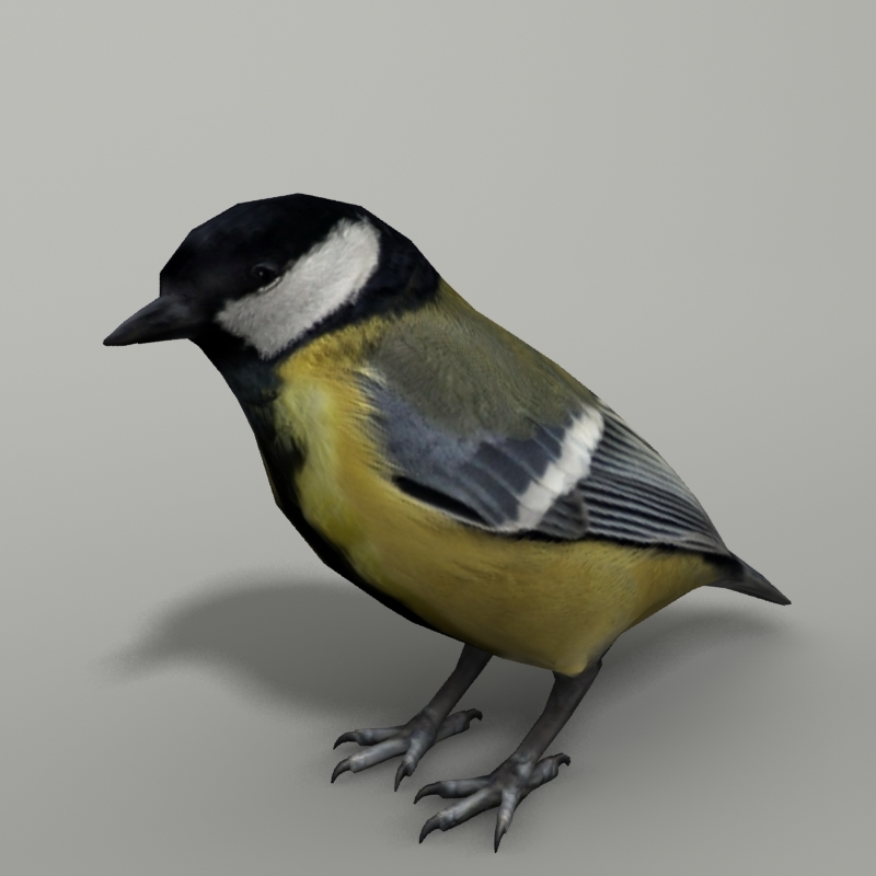 birds 12 3d model