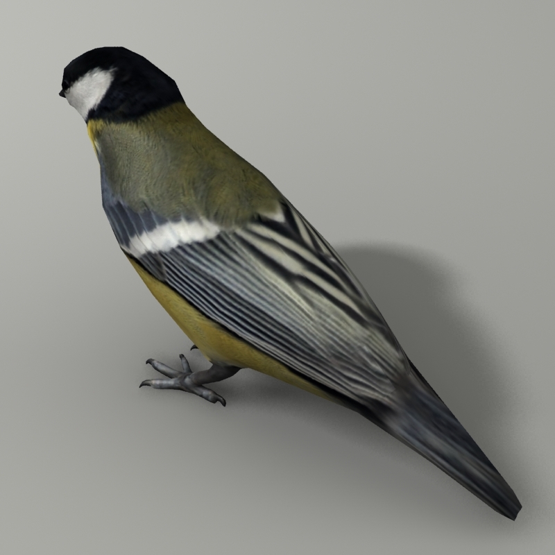 birds 12 3d model