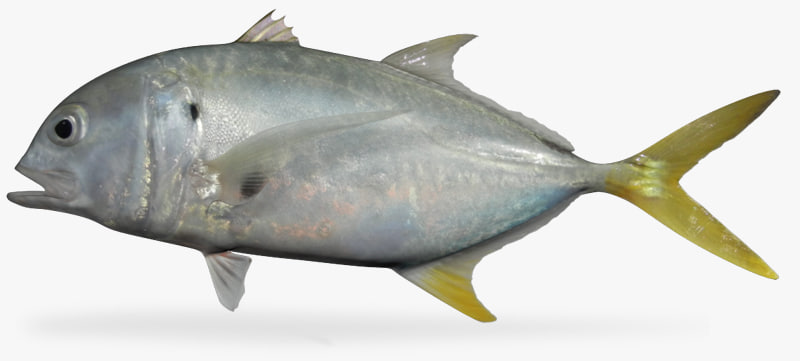 crevalle jack 3d fbx