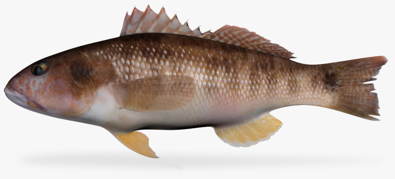 pacific sand perch 3d fbx