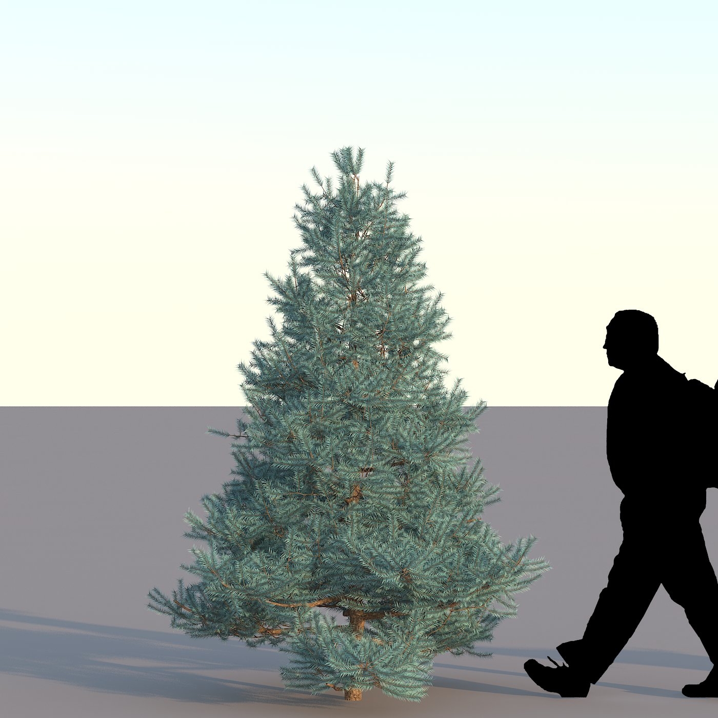 3d model of spruce tree