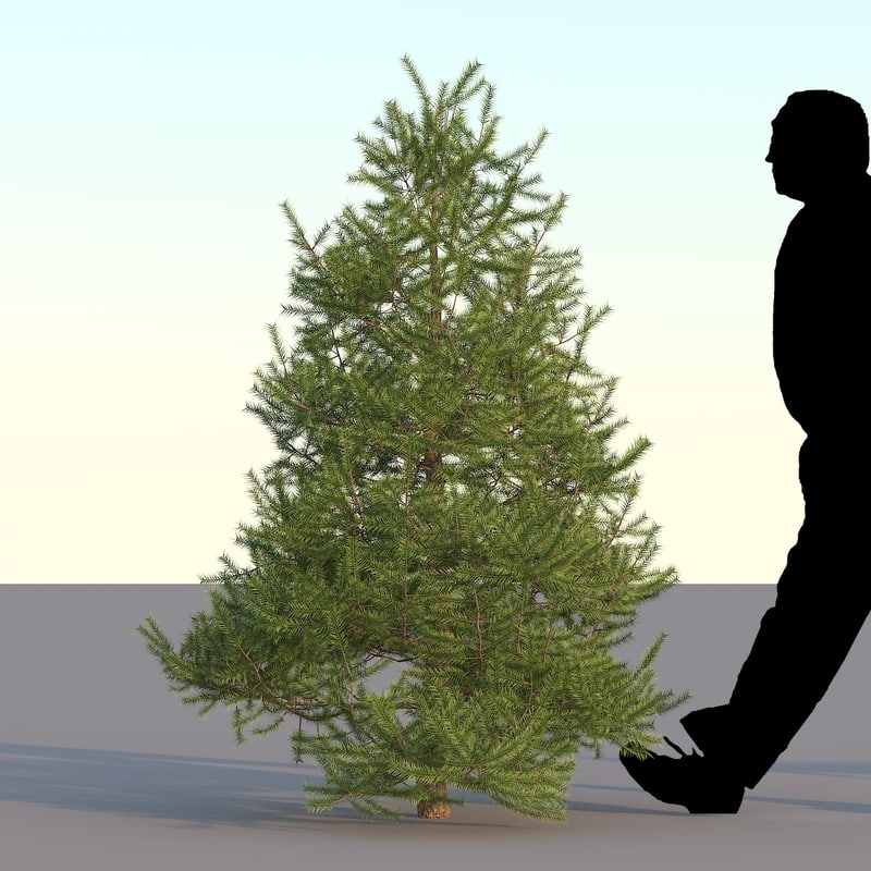 3d model of spruce tree
