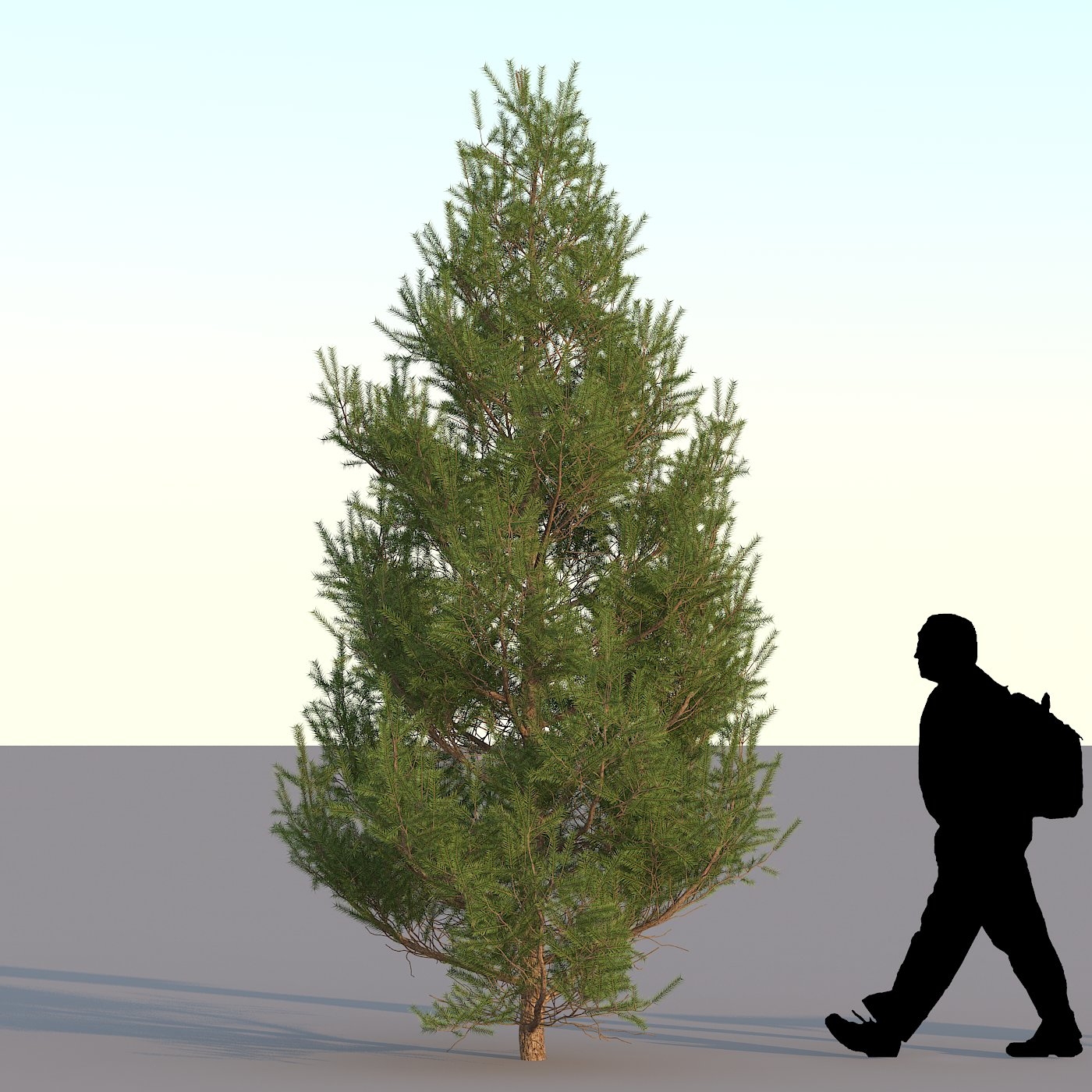 3d model of spruce tree