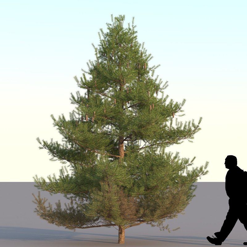 3d model of spruce tree