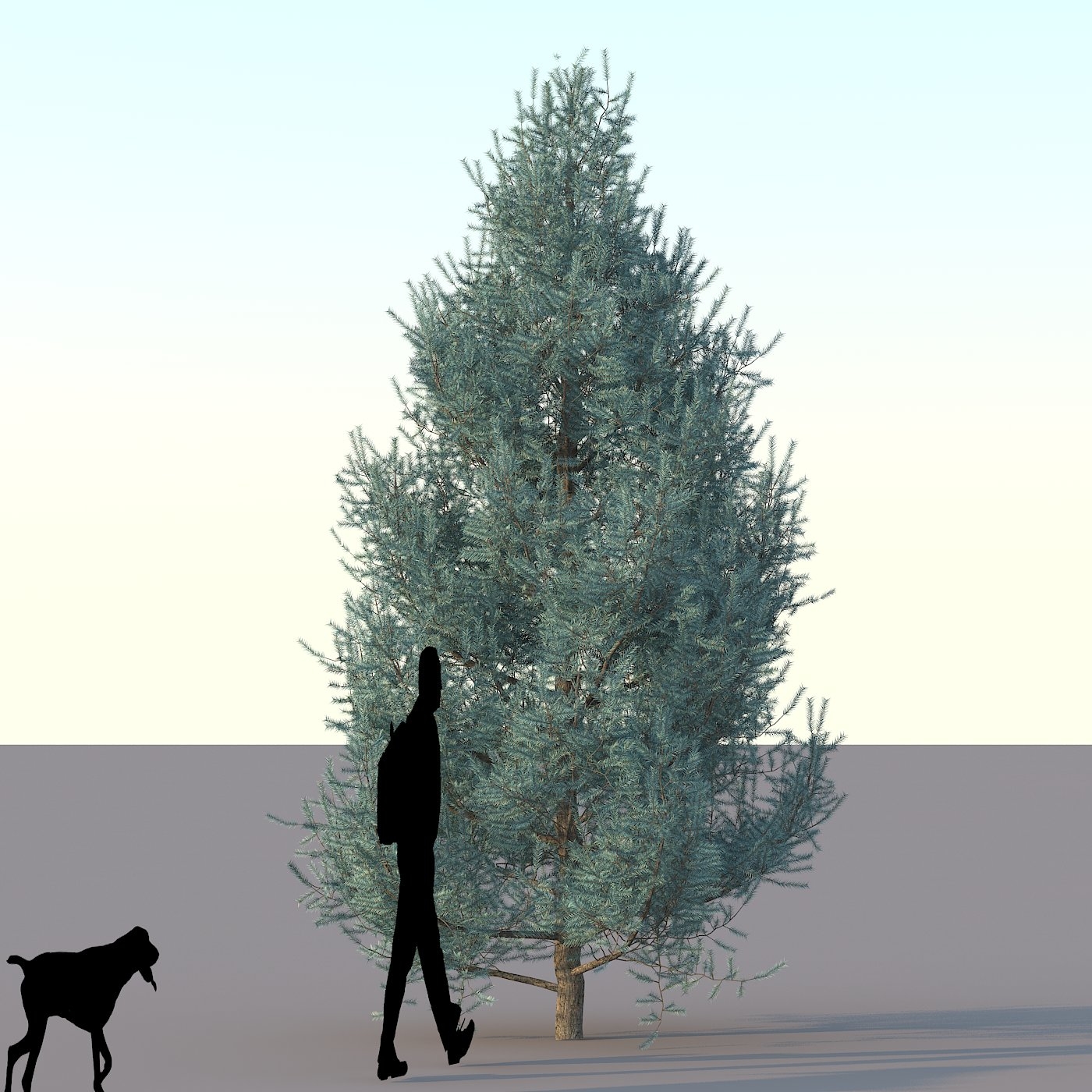 spruce tree 3d model