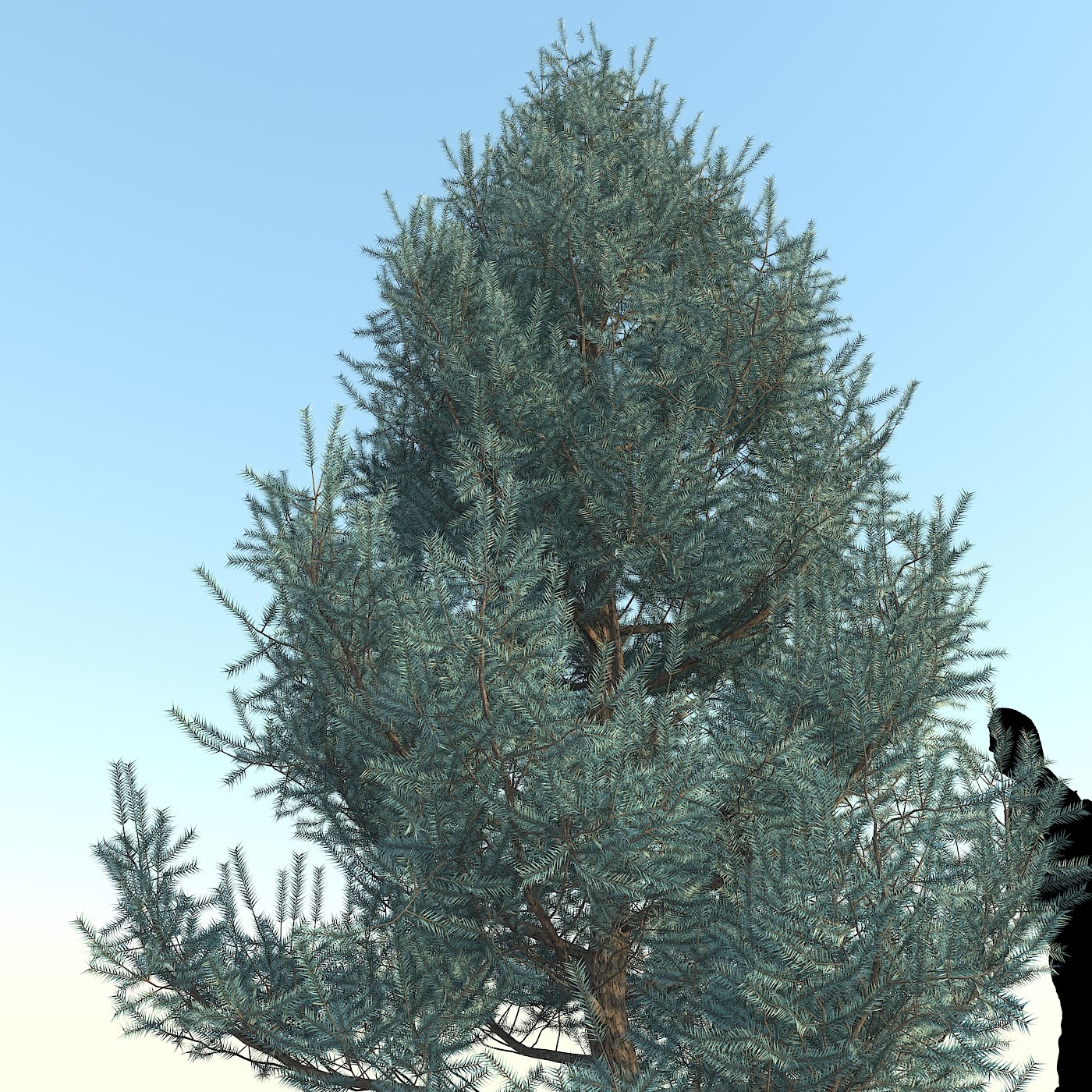 spruce tree 3d model
