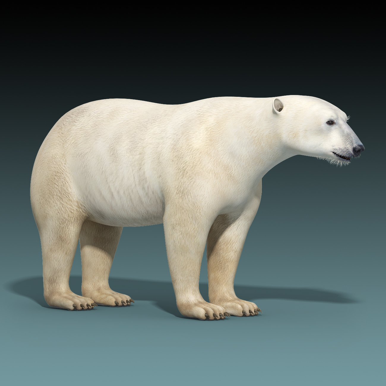 3d obj polar bear