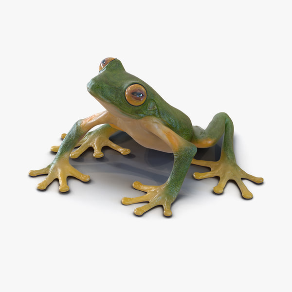 Frog 3D Models for Download | TurboSquid