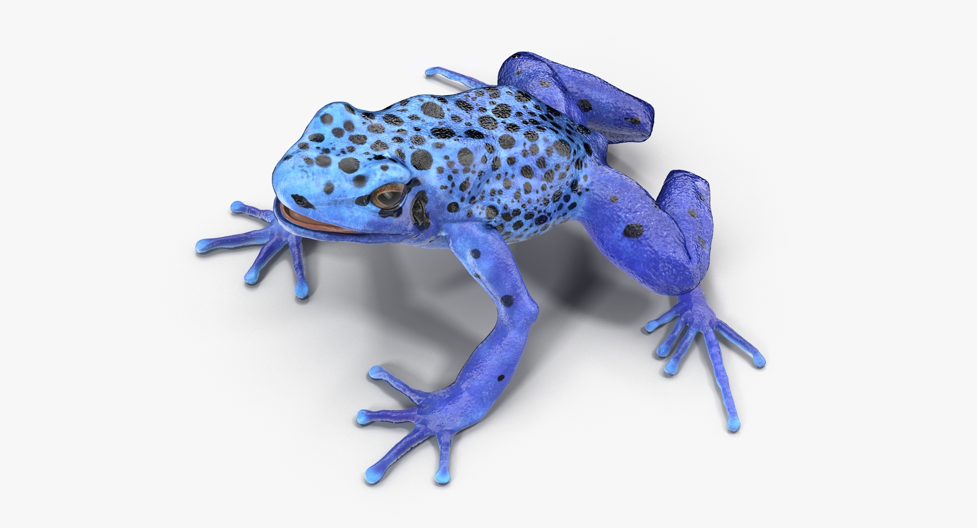 3d model poison dart frog blue