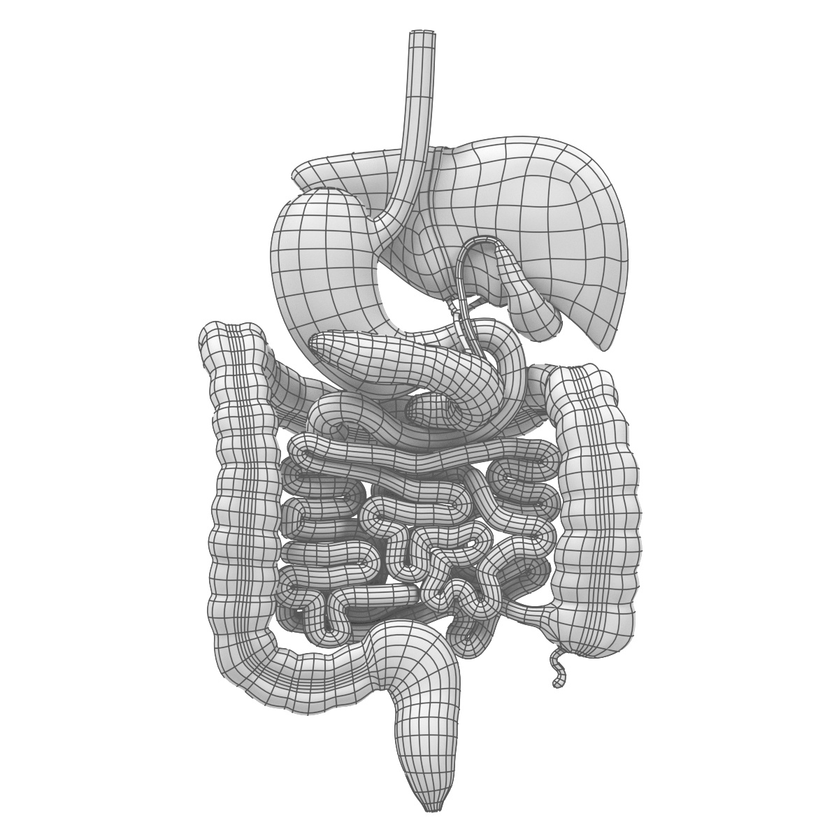 3d model digestive
