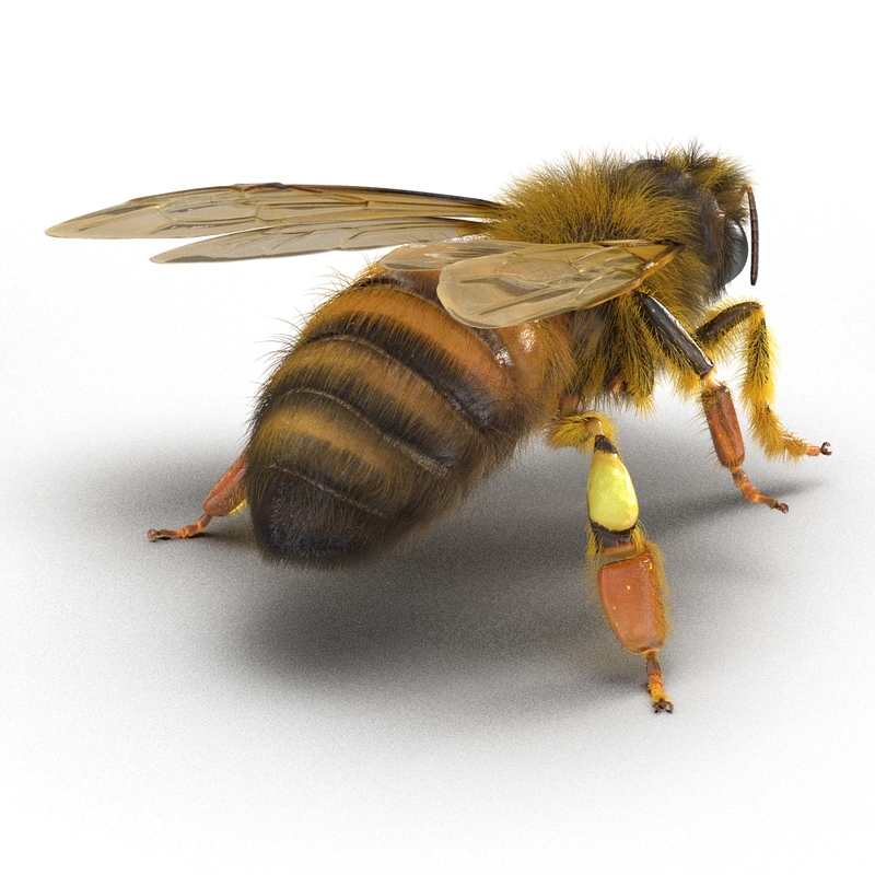 Bee Pose 4 3D-Modell 3D-Modell - TurboSquid 1004589
