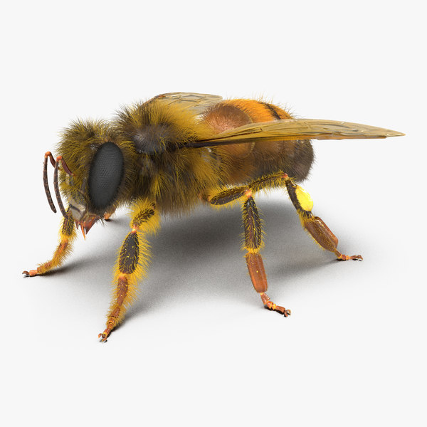 Bee 3D Models for Download | TurboSquid
