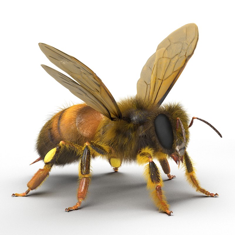 bee rigged 3d max
