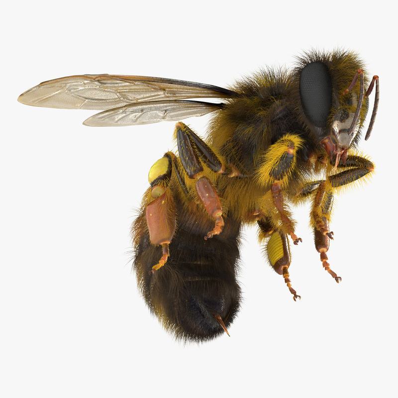 bee pose 3 3d max