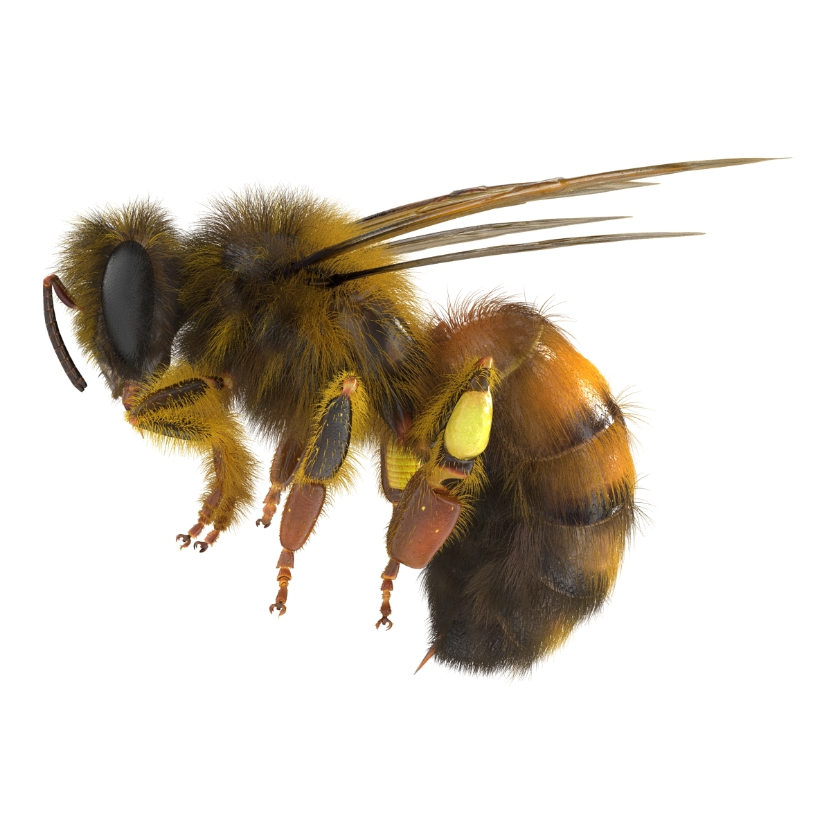 bee pose 3 3d max