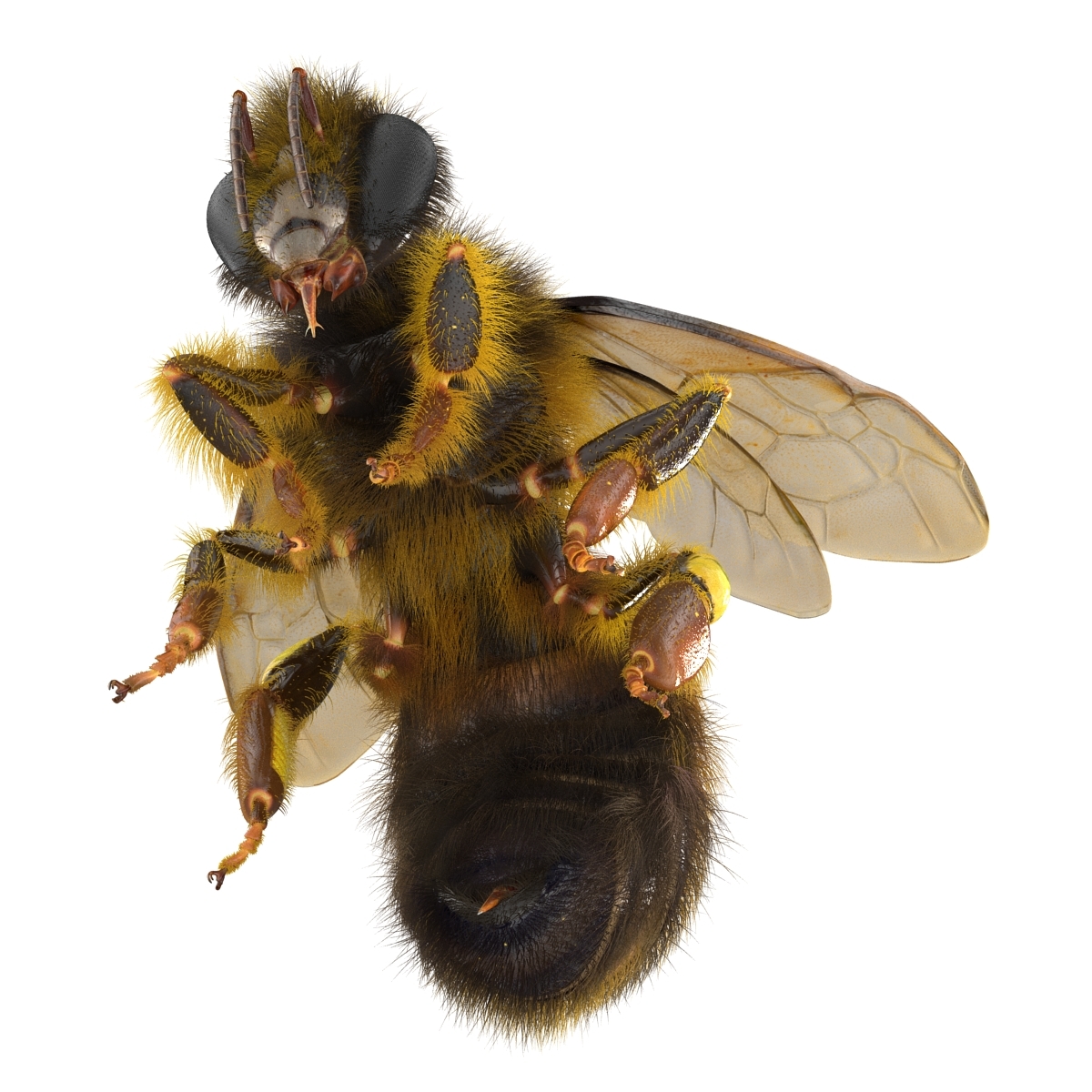 bee pose 3 3d max