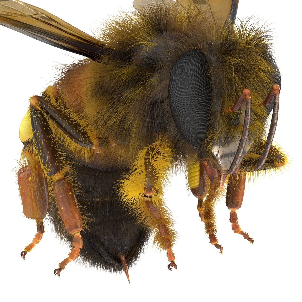 bee pose 3 3d max