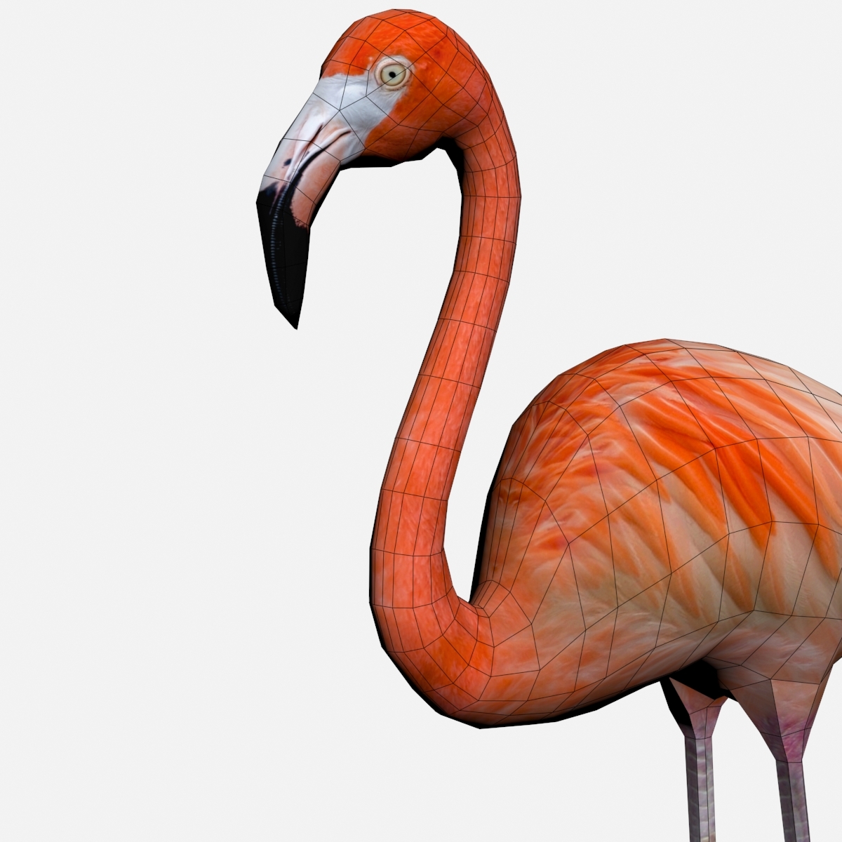 american flamingo 3d model