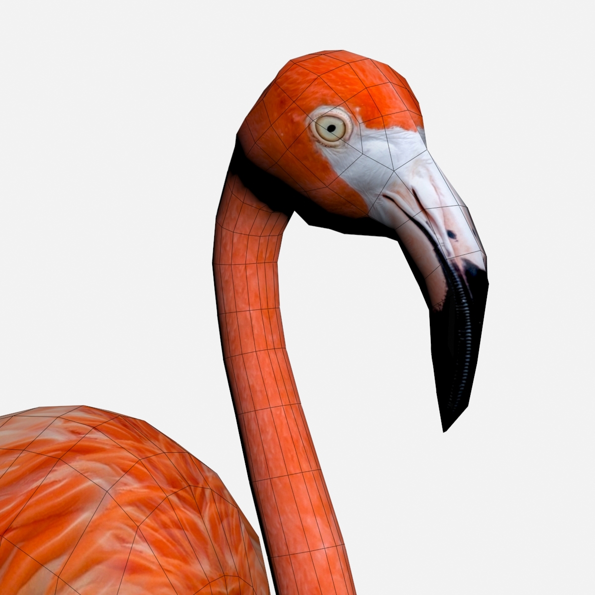 american flamingo 3d model