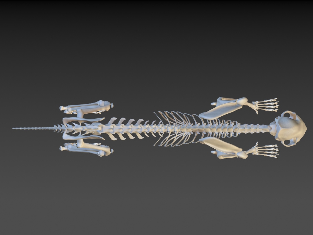 cat skeleton 3d model