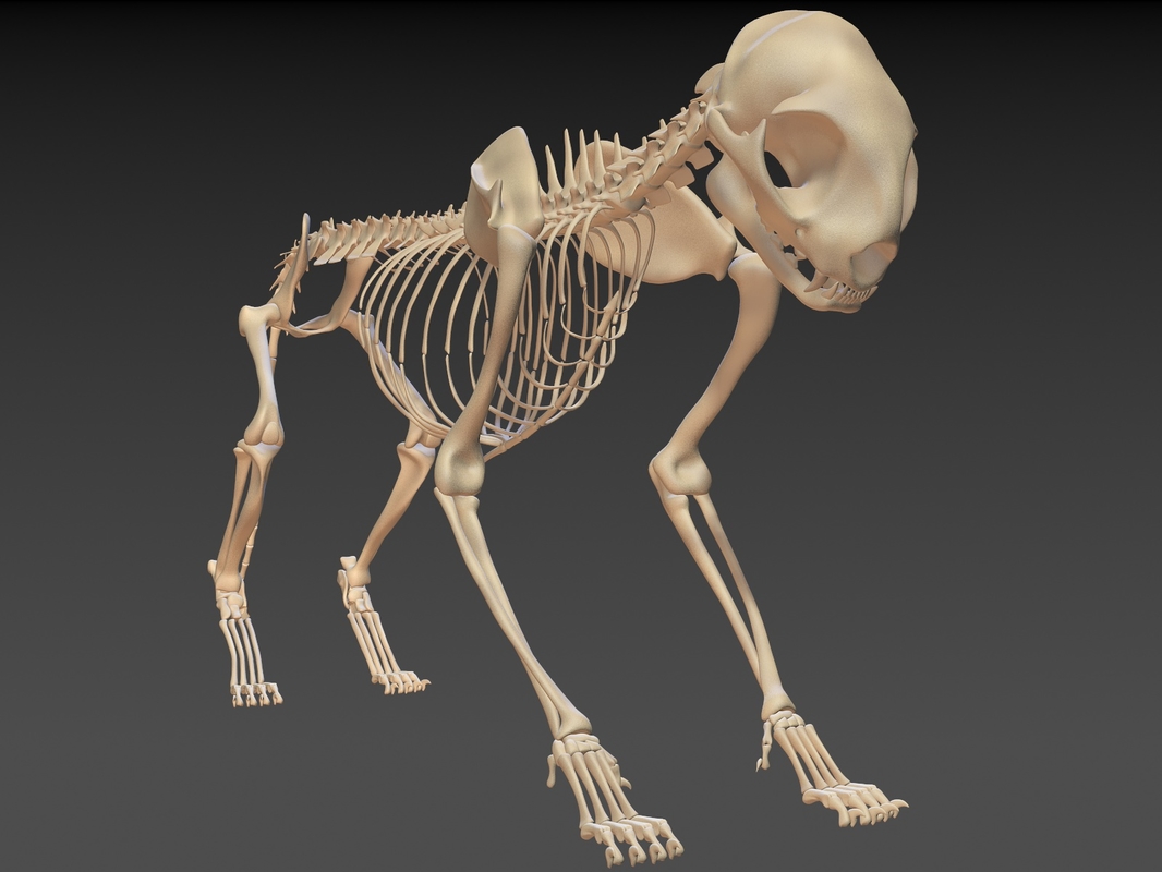 cat skeleton 3d model